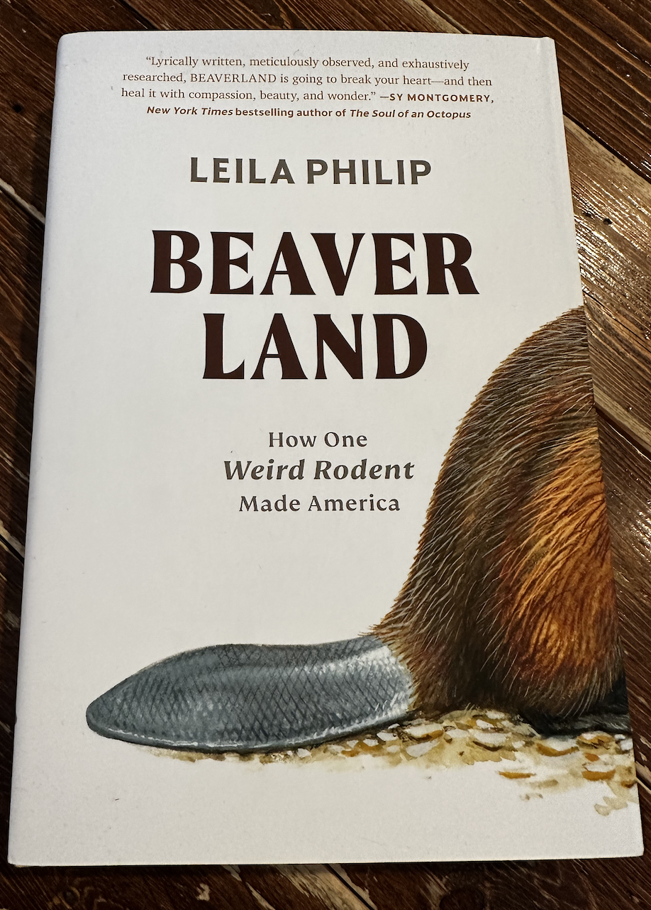 Beaverland: How One Weird Rodent Made America by Leila Philip | Bedlam ...